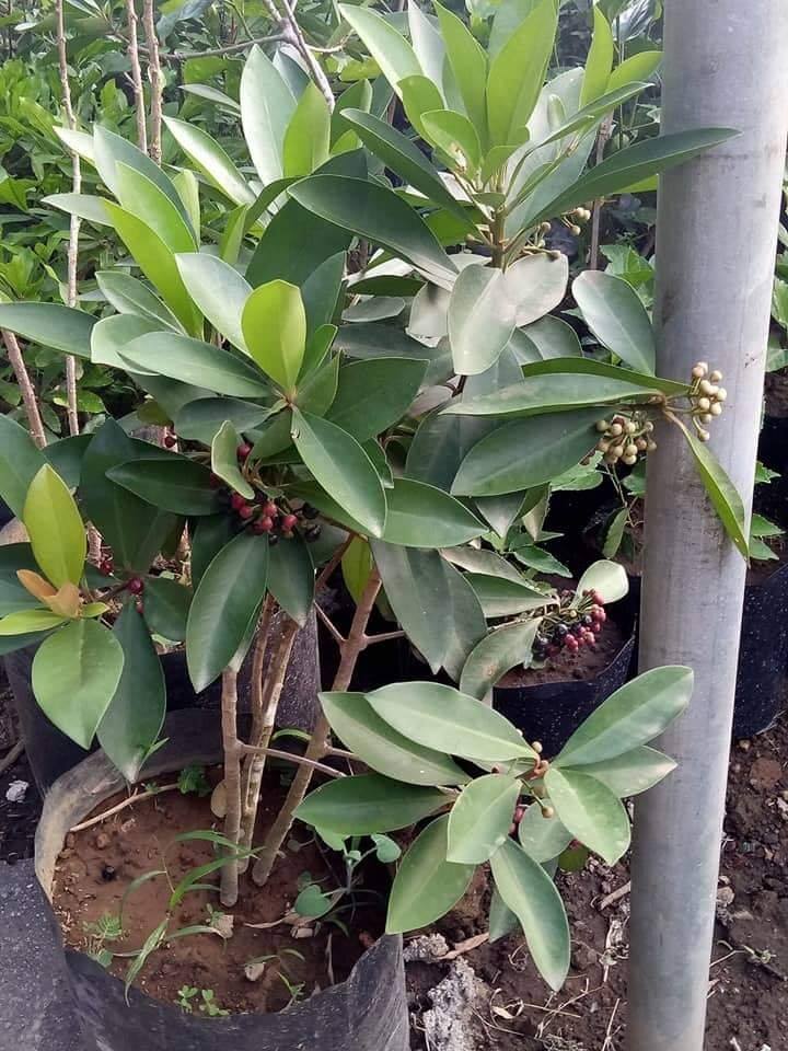 Tagpo / Shoebutton Ardisia – Lunti Plant Nursery