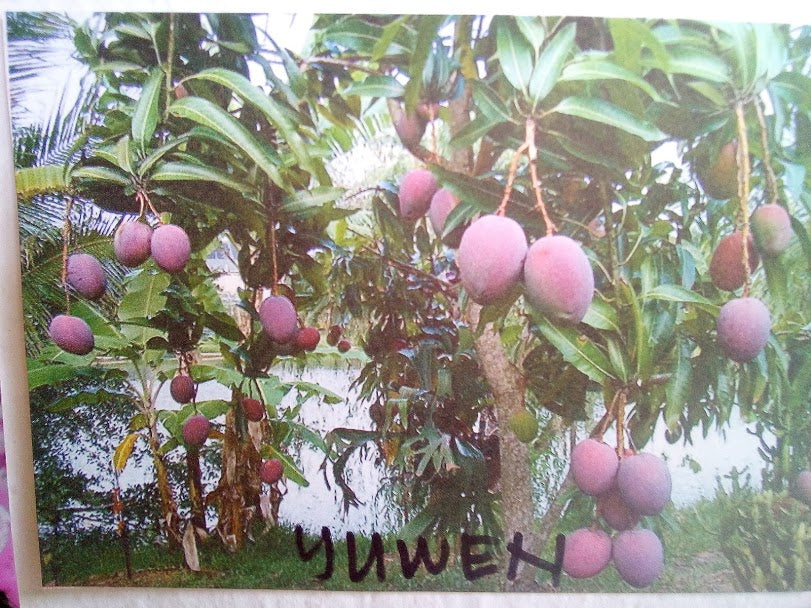 Purple Mango (Yuwen) – Lunti Plant Nursery